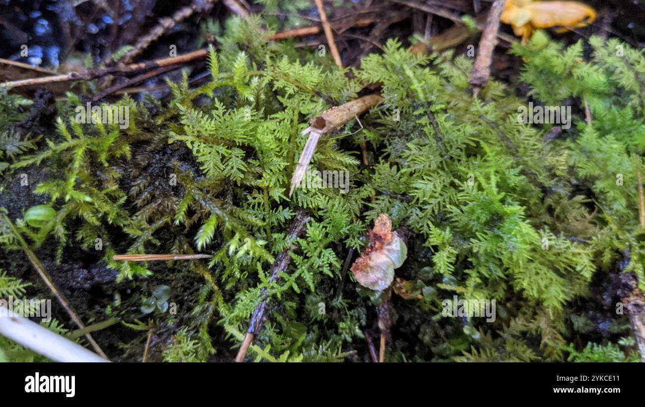 delicate fern moss (Thuidium delicatulum Stock Photo - Alamy