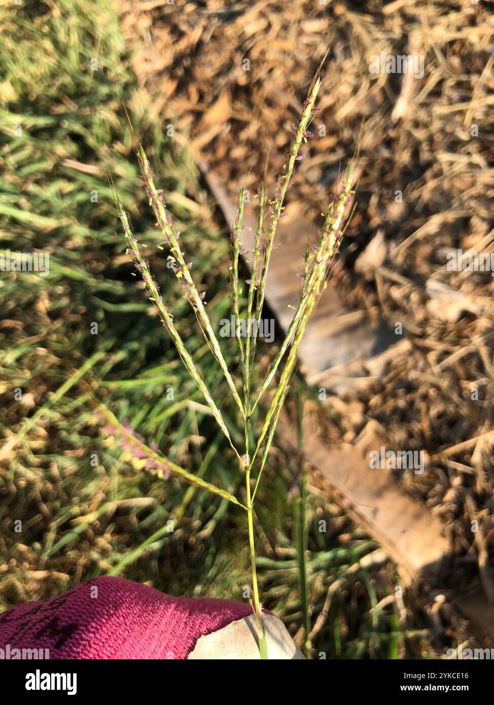 King Ranch bluestem (Bothriochloa ischaemum Stock Photo - Alamy