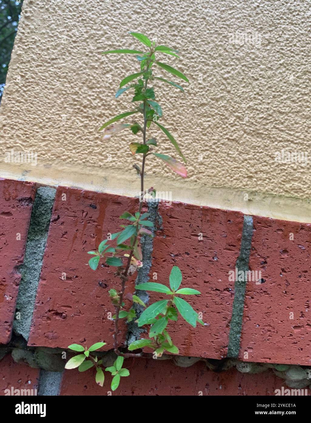 Slender Three-seeded Mercury (Acalypha gracilens Stock Photo - Alamy
