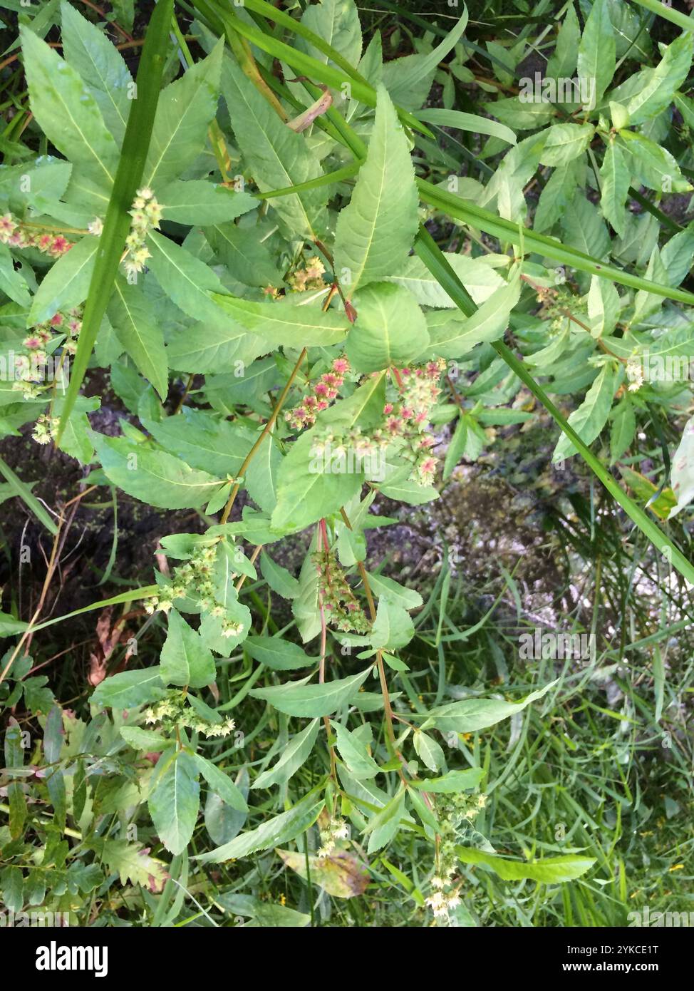 Penthorum sedoides hi-res stock photography and images - Alamy