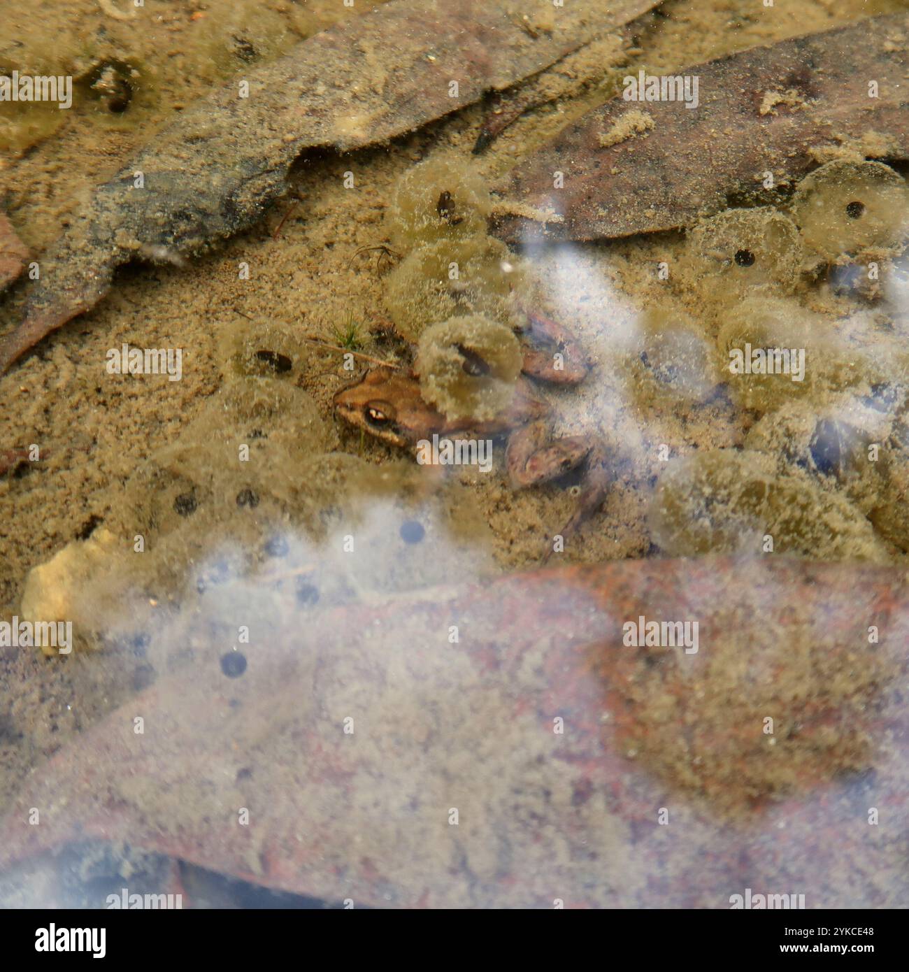 Common Eastern Froglet (Crinia signifera Stock Photo - Alamy