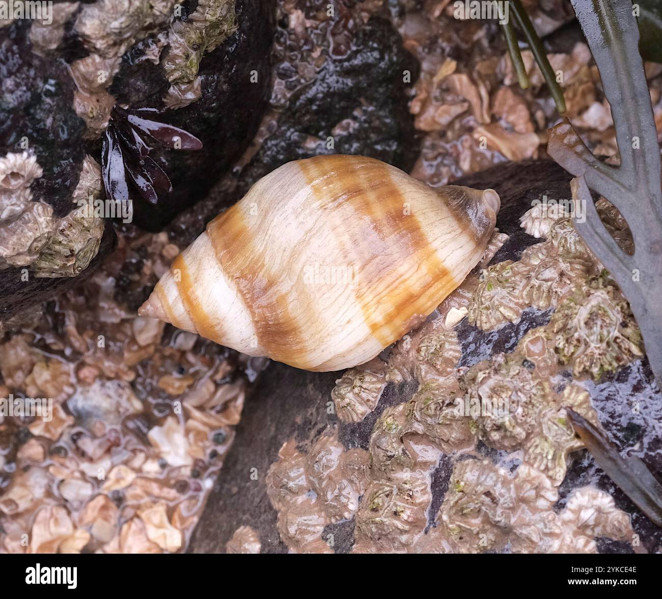 Atlantic Dogwhelk (Nucella lapillus Stock Photo - Alamy