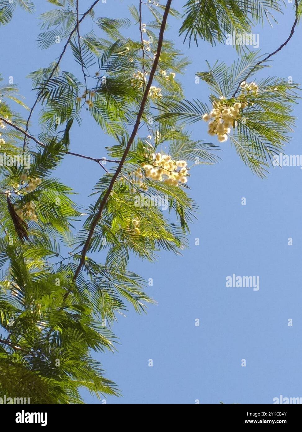 Red Angico (Anadenanthera colubrina Stock Photo - Alamy