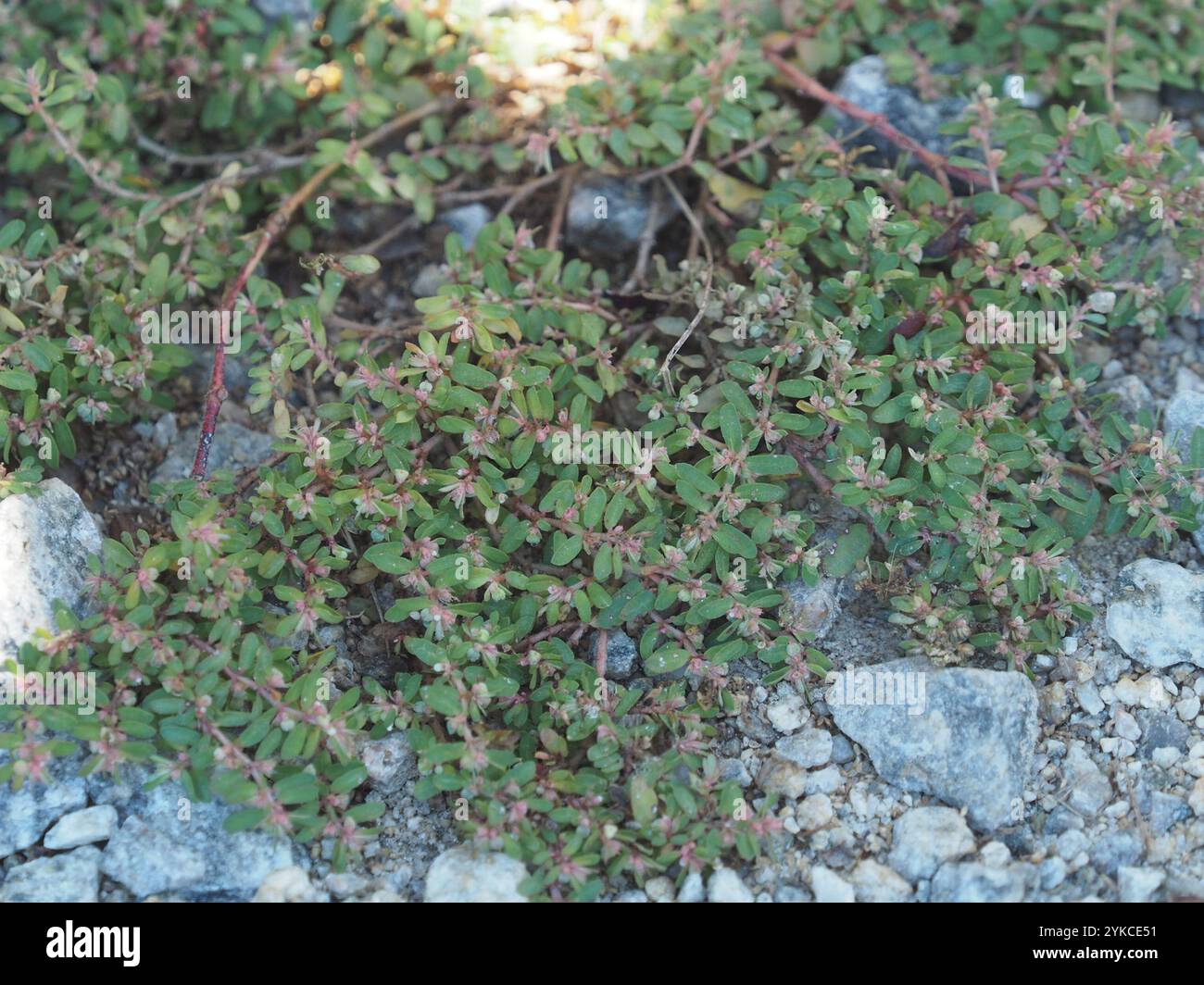 Spotted spurge (Euphorbia maculata Stock Photo - Alamy