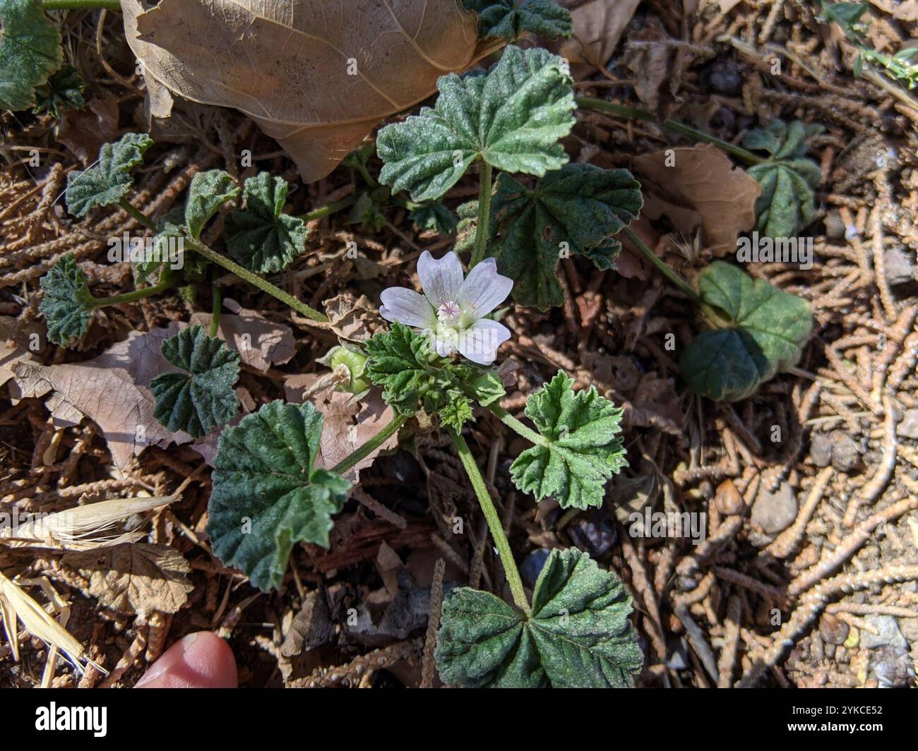 dwarf mallow (Malva neglecta Stock Photo - Alamy
