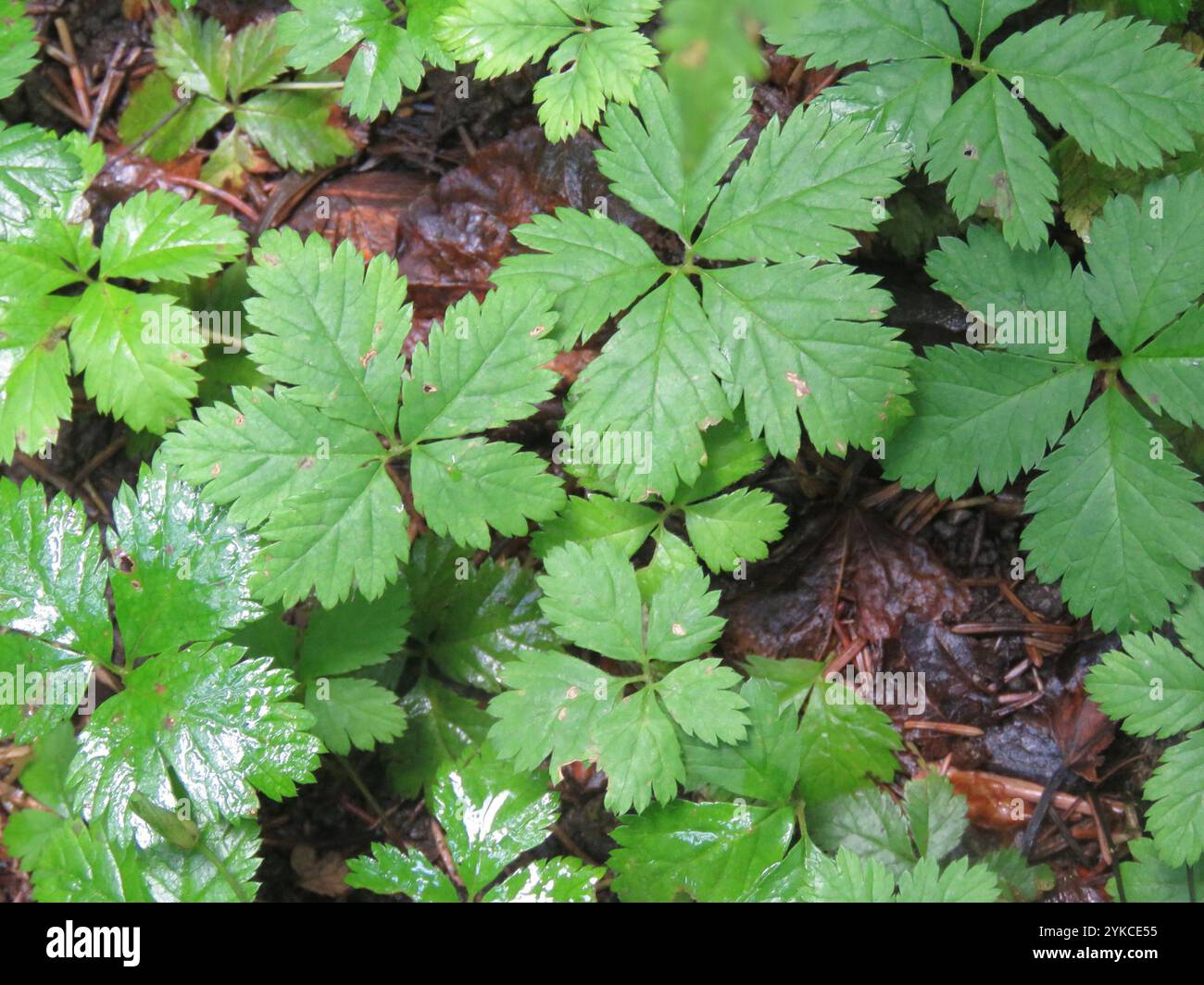 Five-leaf Dwarf Bramble (Rubus pedatus Stock Photo - Alamy