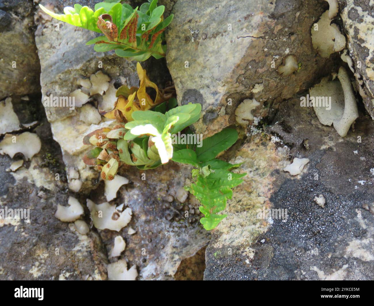 western polypody (Polypodium hesperium Stock Photo - Alamy
