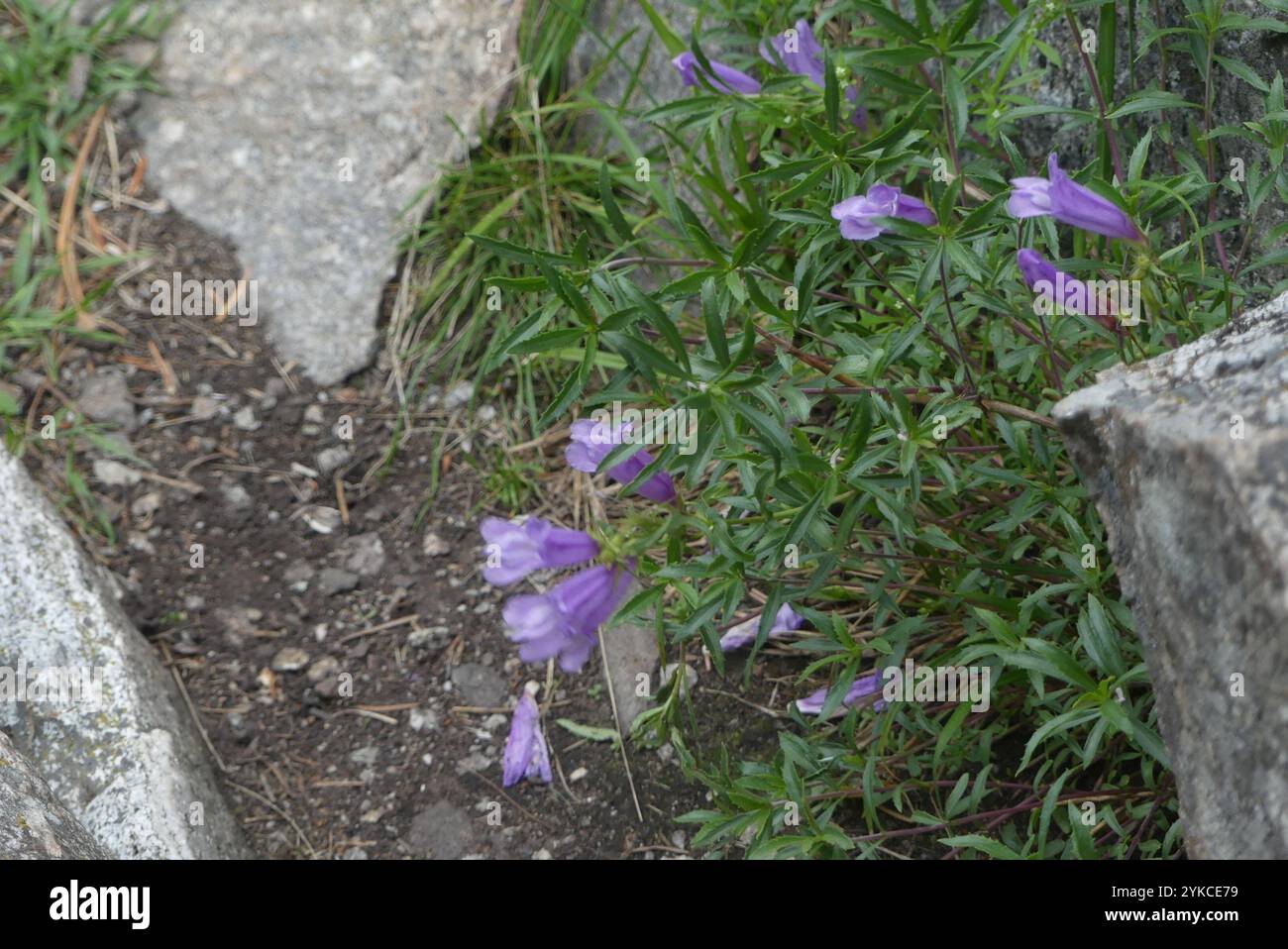 Bush Penstemon (Penstemon fruticosus Stock Photo - Alamy
