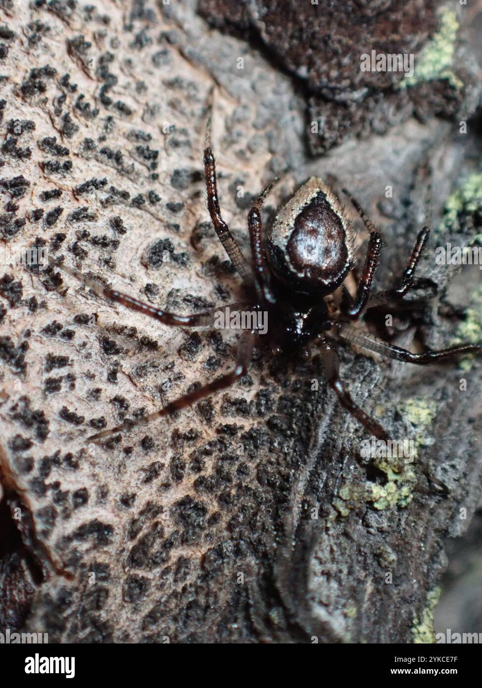 Ant-eating Spiders (Euryopis Stock Photo - Alamy