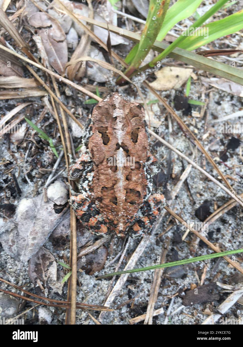 Southern Toad (Anaxyrus terrestris Stock Photo - Alamy