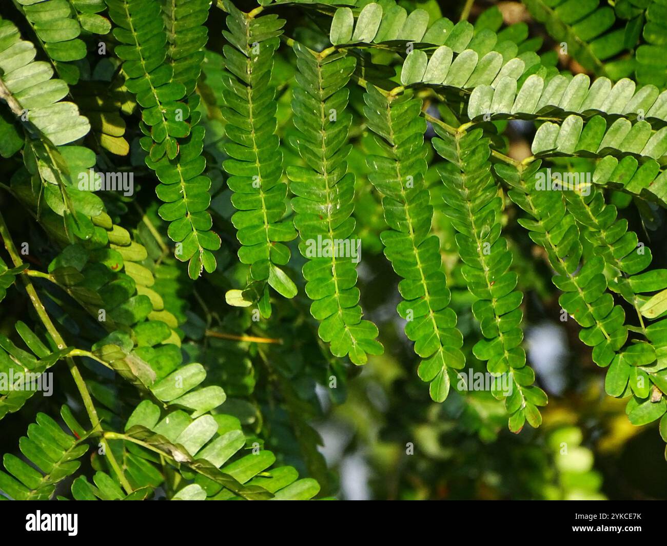 Forest Siris (Albizia procera Stock Photo - Alamy