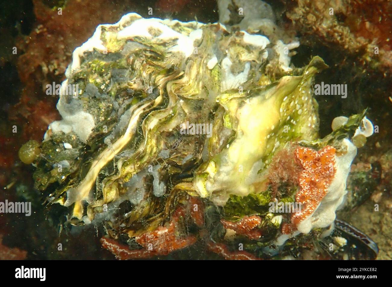 Pacific Oyster (Magallana gigas Stock Photo - Alamy