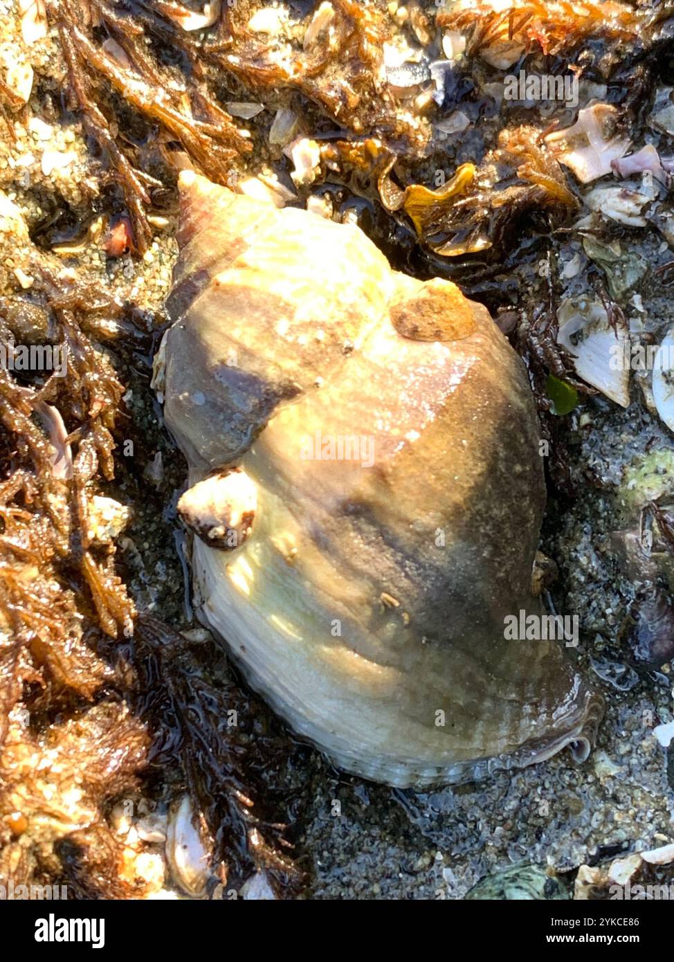 Frilled Dogwinkle (Nucella lamellosa Stock Photo - Alamy