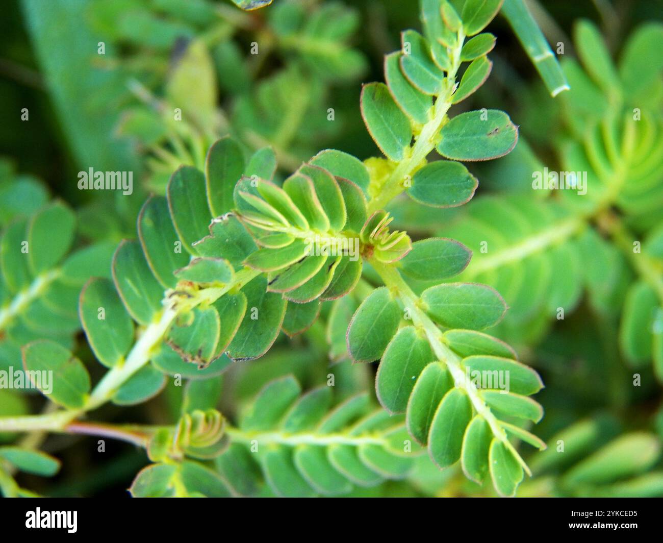 Chamberbitter (Phyllanthus urinaria Stock Photo - Alamy