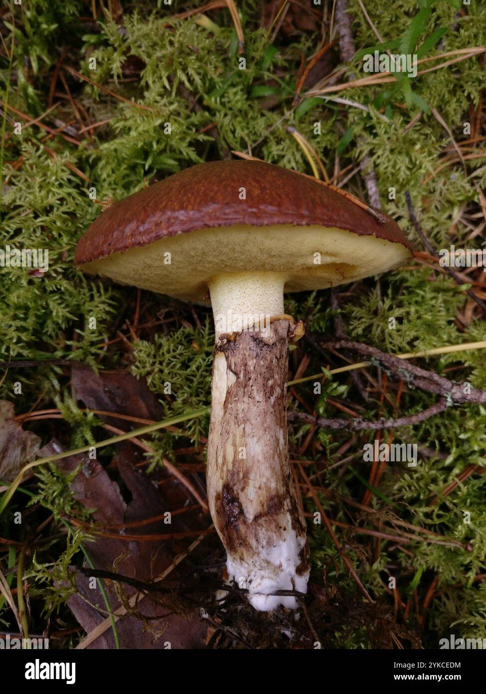 Purple-veiled Slippery Jack (Suillus luteus Stock Photo - Alamy