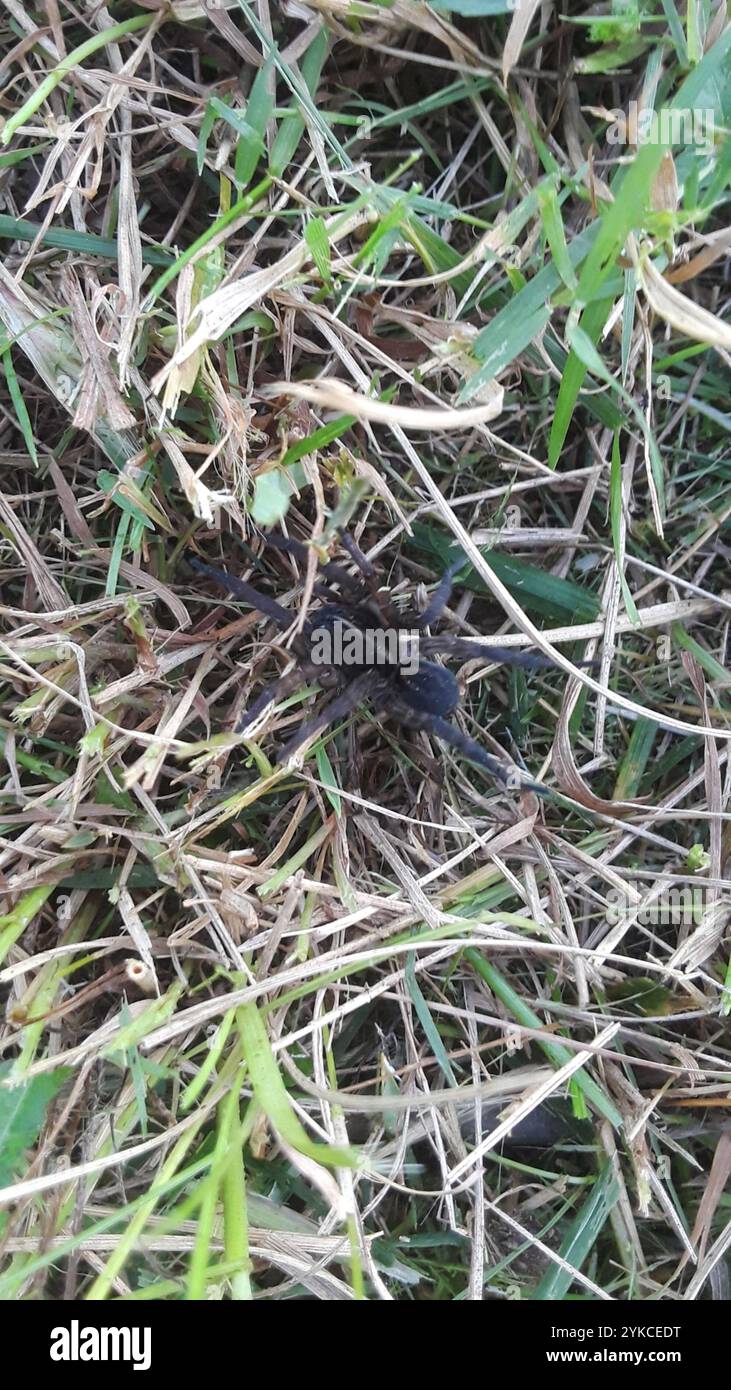 Wetland Giant Wolf Spider (Tigrosa helluo Stock Photo - Alamy