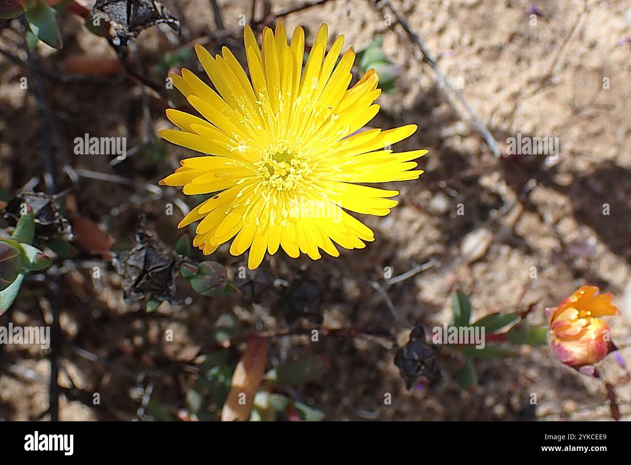 Lampranthus glaucus hi-res stock photography and images - Alamy