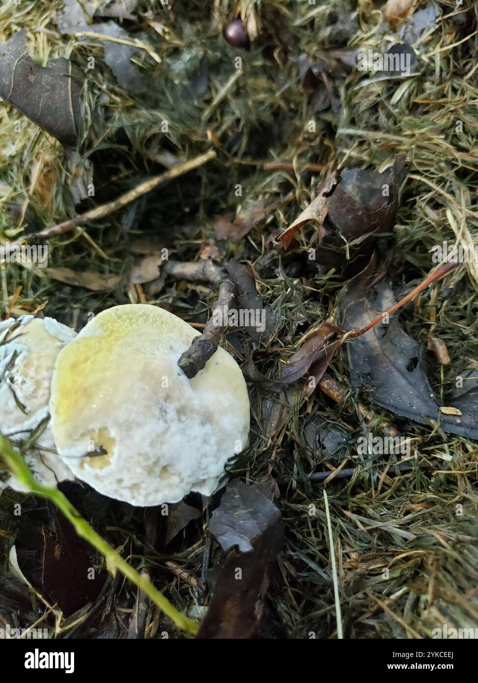 bolete mould (Hypomyces chrysospermus Stock Photo - Alamy