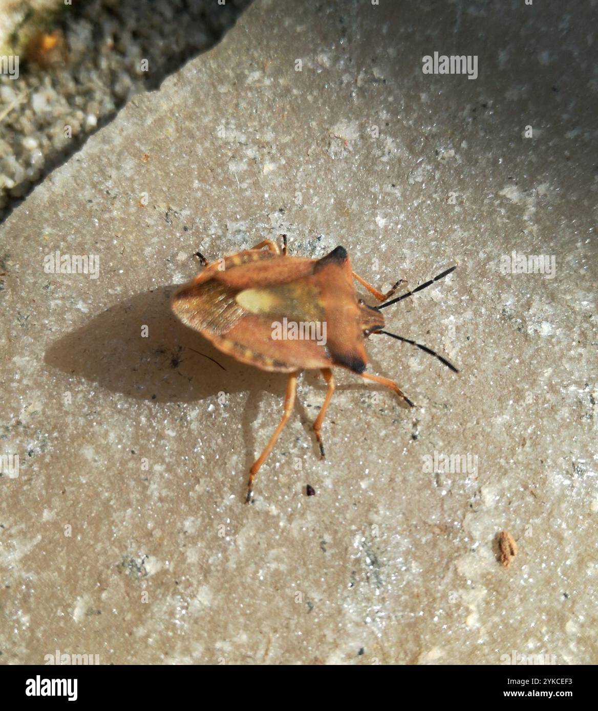 northern fruit bug (Carpocoris fuscispinus Stock Photo - Alamy