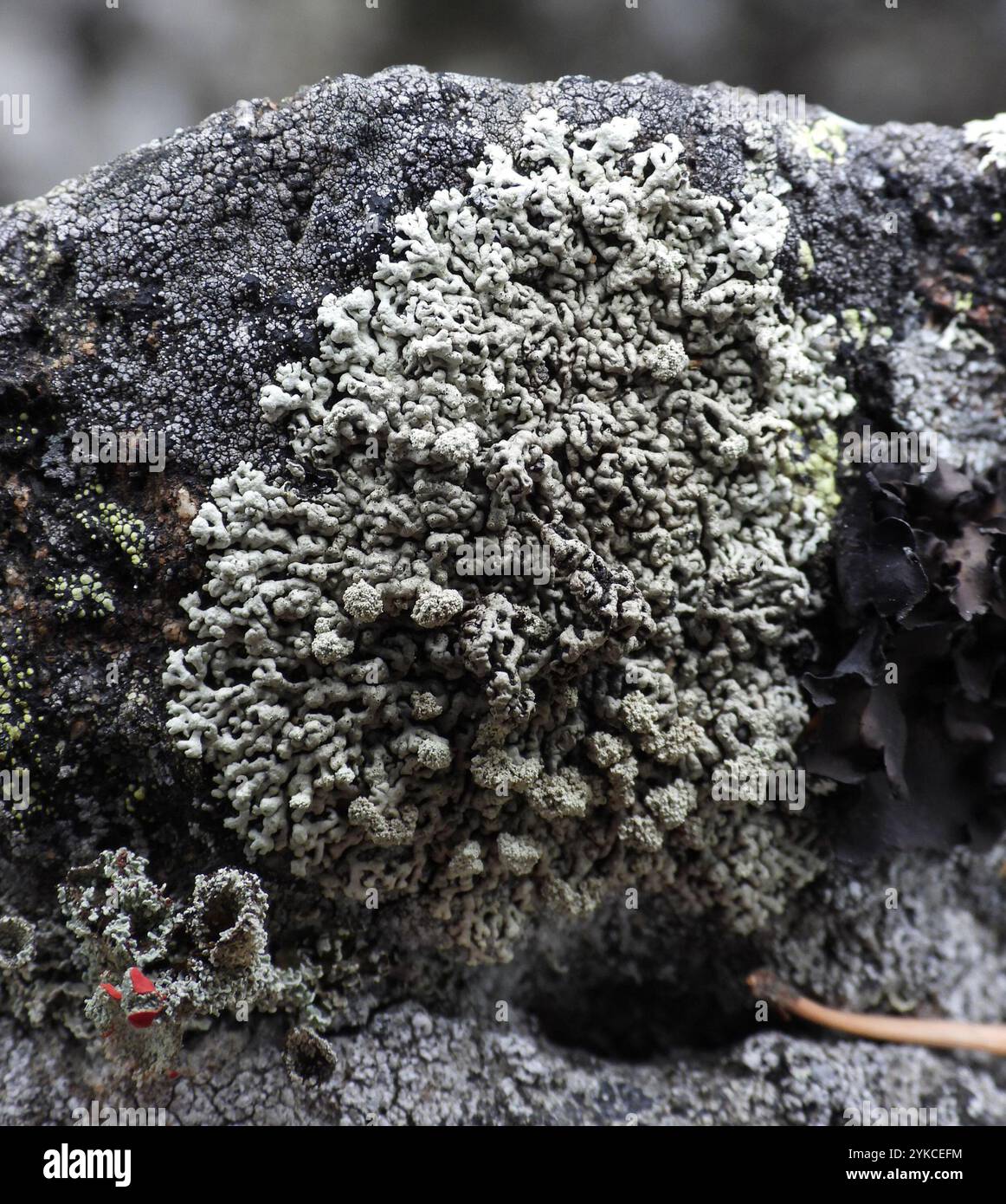 Finger Ring Lichen (Arctoparmelia incurva Stock Photo - Alamy