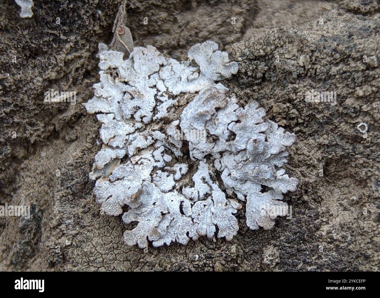 shield lichen (Parmelia sulcata Stock Photo - Alamy