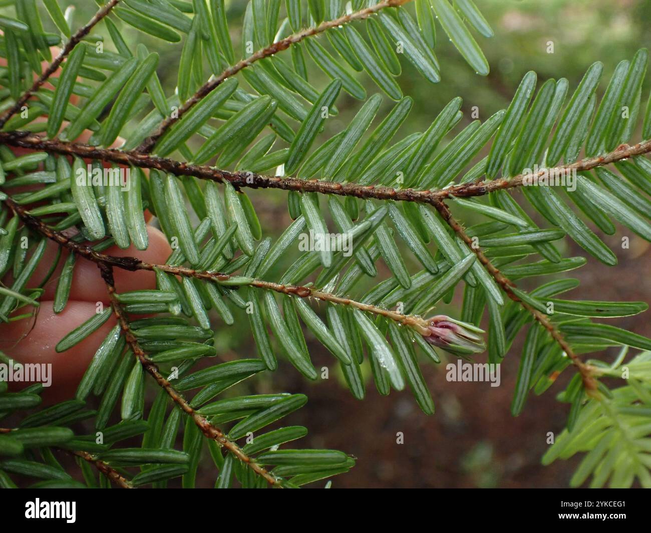 western hemlock (Tsuga heterophylla Stock Photo - Alamy
