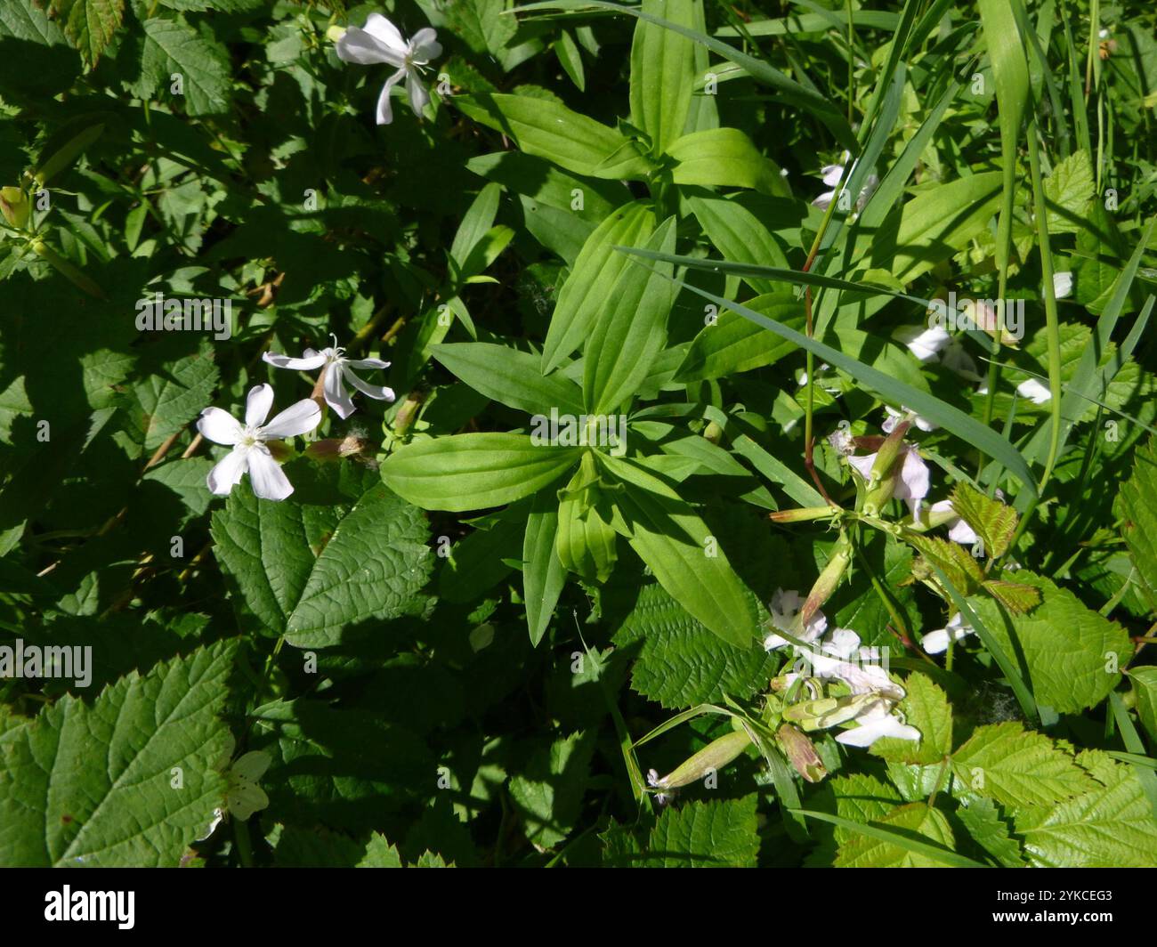 common soapwort (Saponaria officinalis Stock Photo - Alamy
