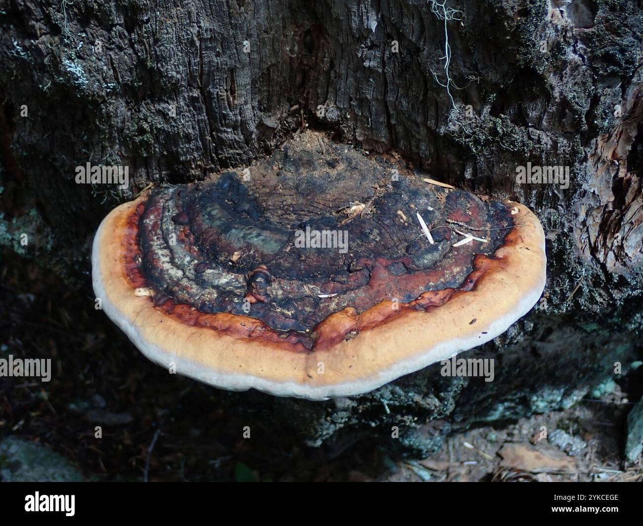 Red-banded Conks (Fomitopsis pinicola Stock Photo - Alamy