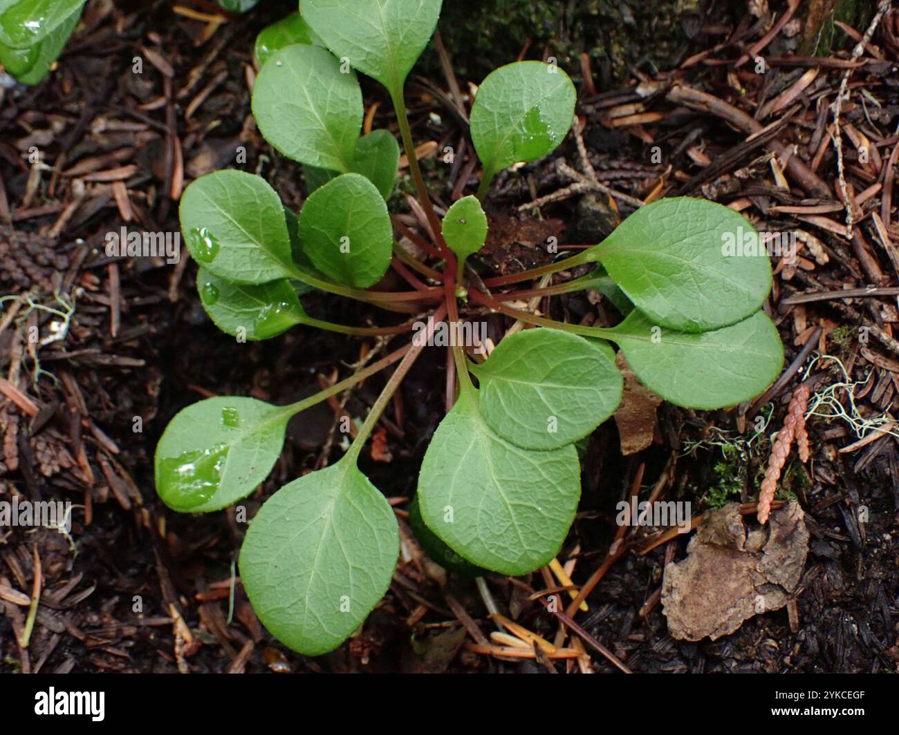 green-flowered wintergreen (Pyrola chlorantha Stock Photo - Alamy