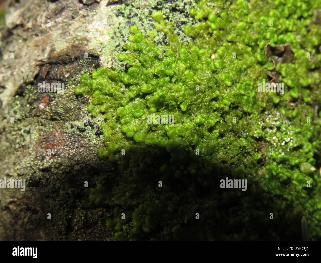 Tree Fringewort (Ptilidium pulcherrimum Stock Photo - Alamy