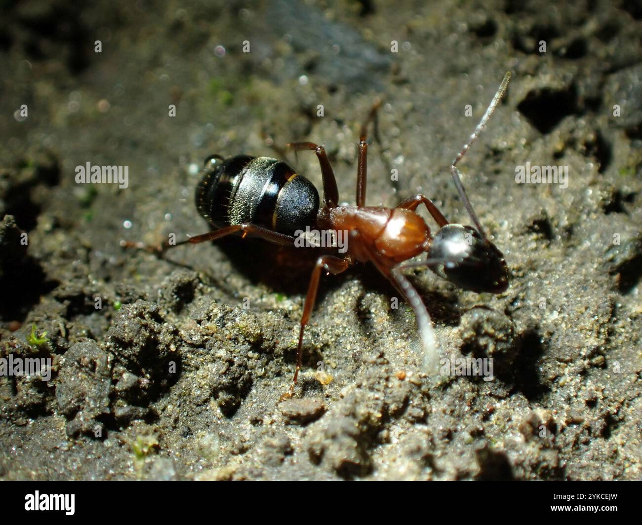 Bicolored Carpenter Ant (Camponotus vicinus Stock Photo - Alamy