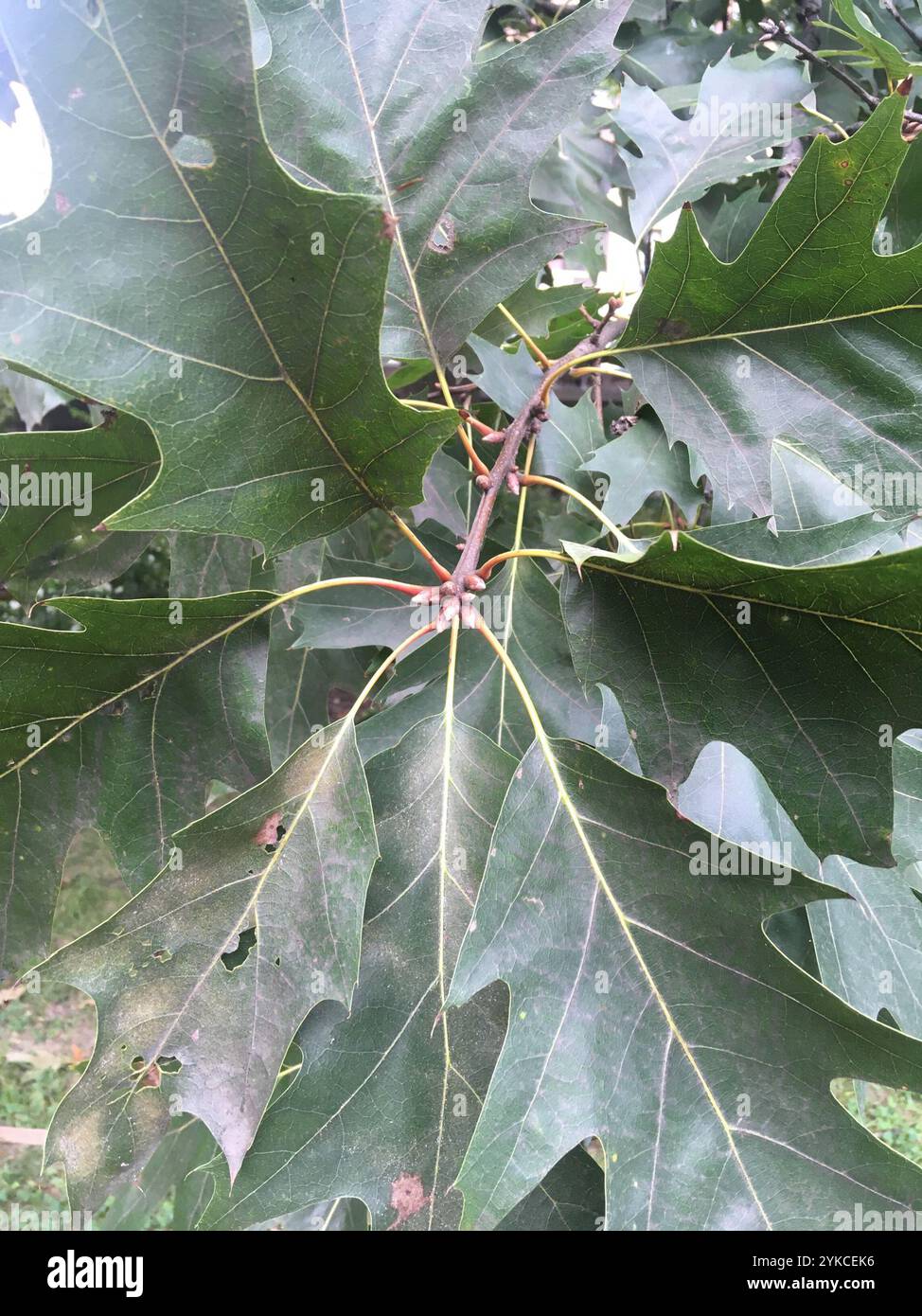 northern red oak (Quercus rubra Stock Photo - Alamy