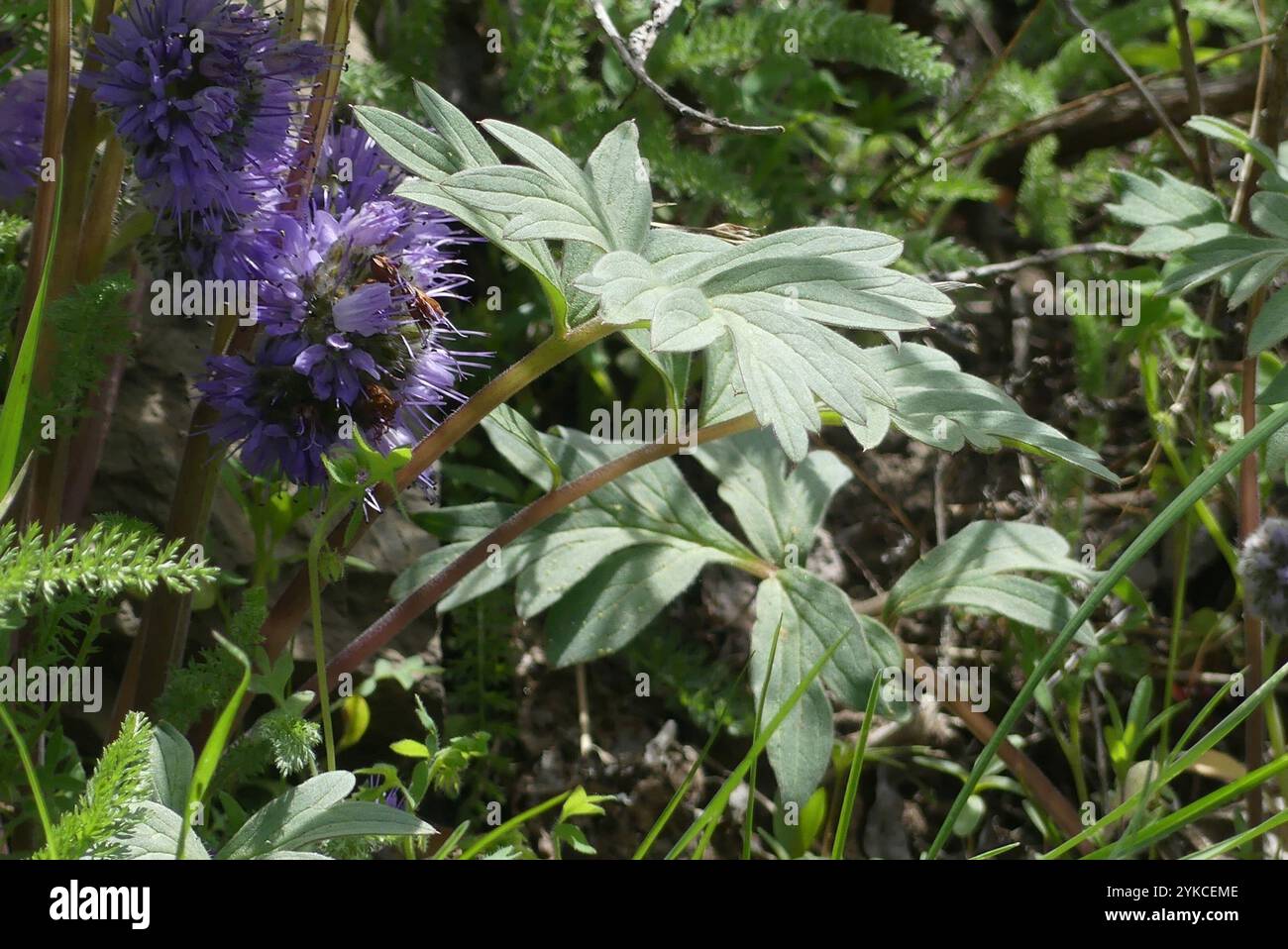 ballhead waterleaf (Hydrophyllum capitatum Stock Photo - Alamy