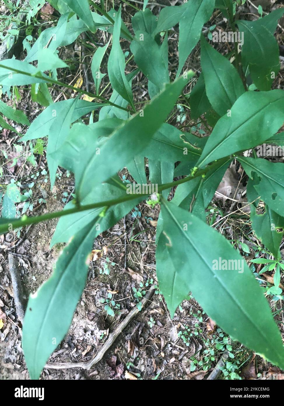 Atlantic Goldenrod (Solidago arguta caroliniana Stock Photo - Alamy