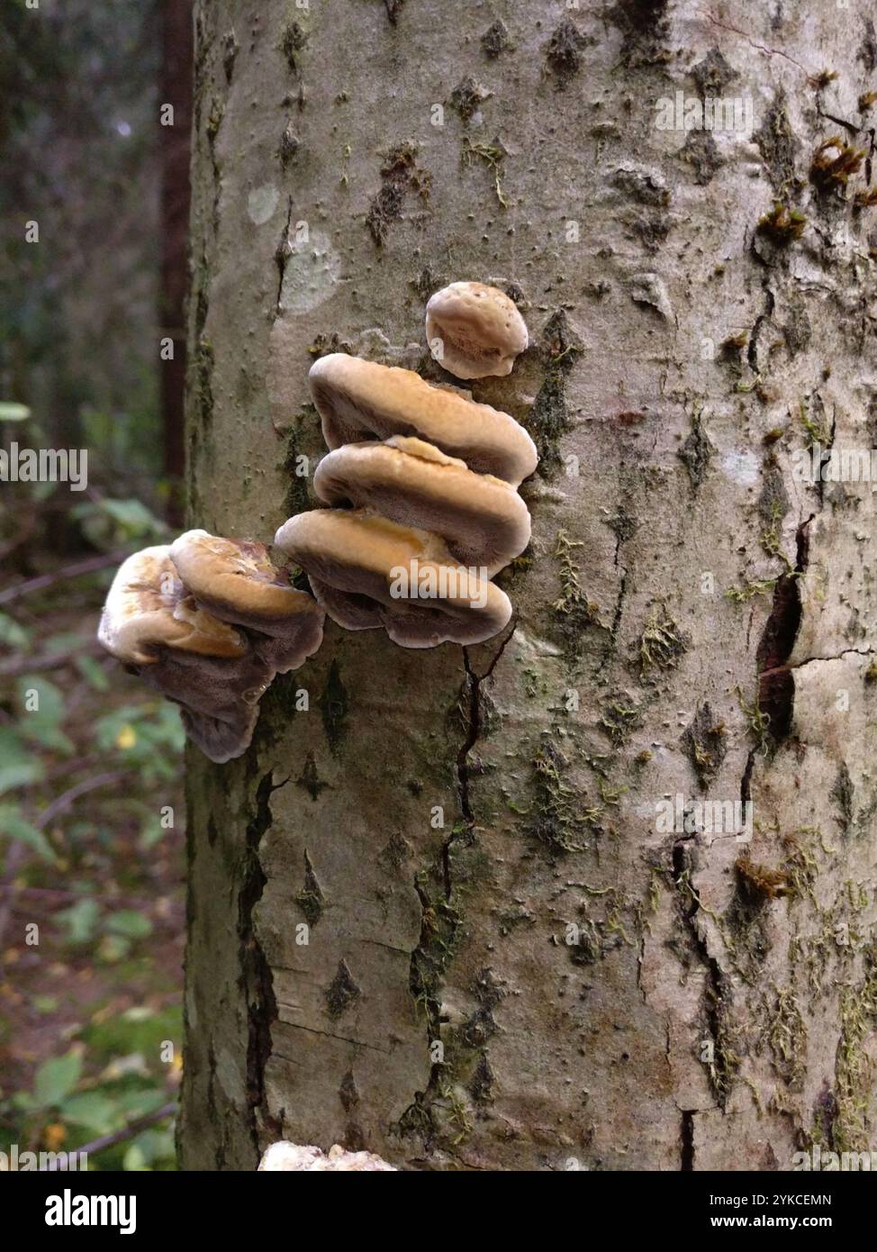 Mensularia radiata hi-res stock photography and images - Alamy