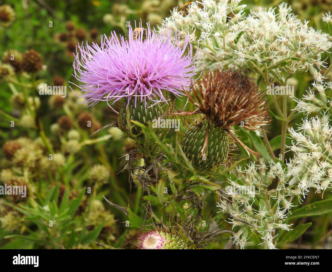 field thistle (Cirsium discolor Stock Photo - Alamy