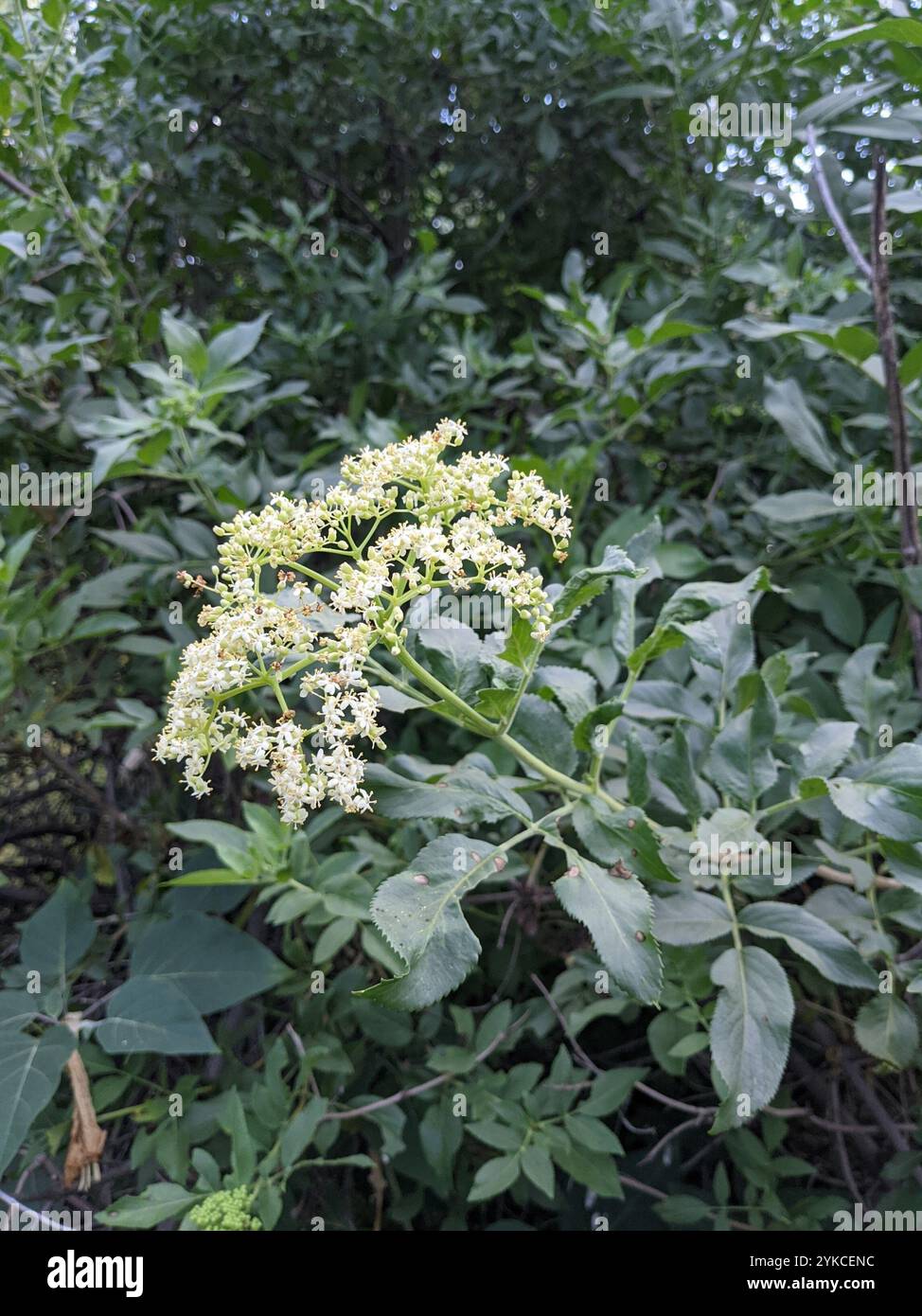 blue elder (Sambucus cerulea Stock Photo - Alamy