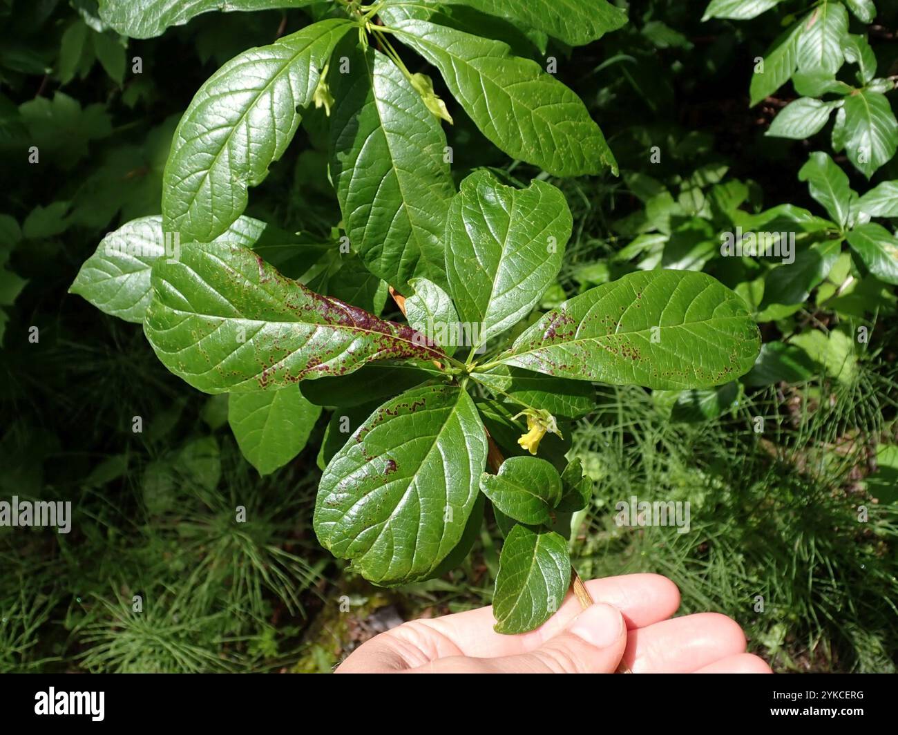 twinberry honeysuckle (Lonicera involucrata Stock Photo - Alamy