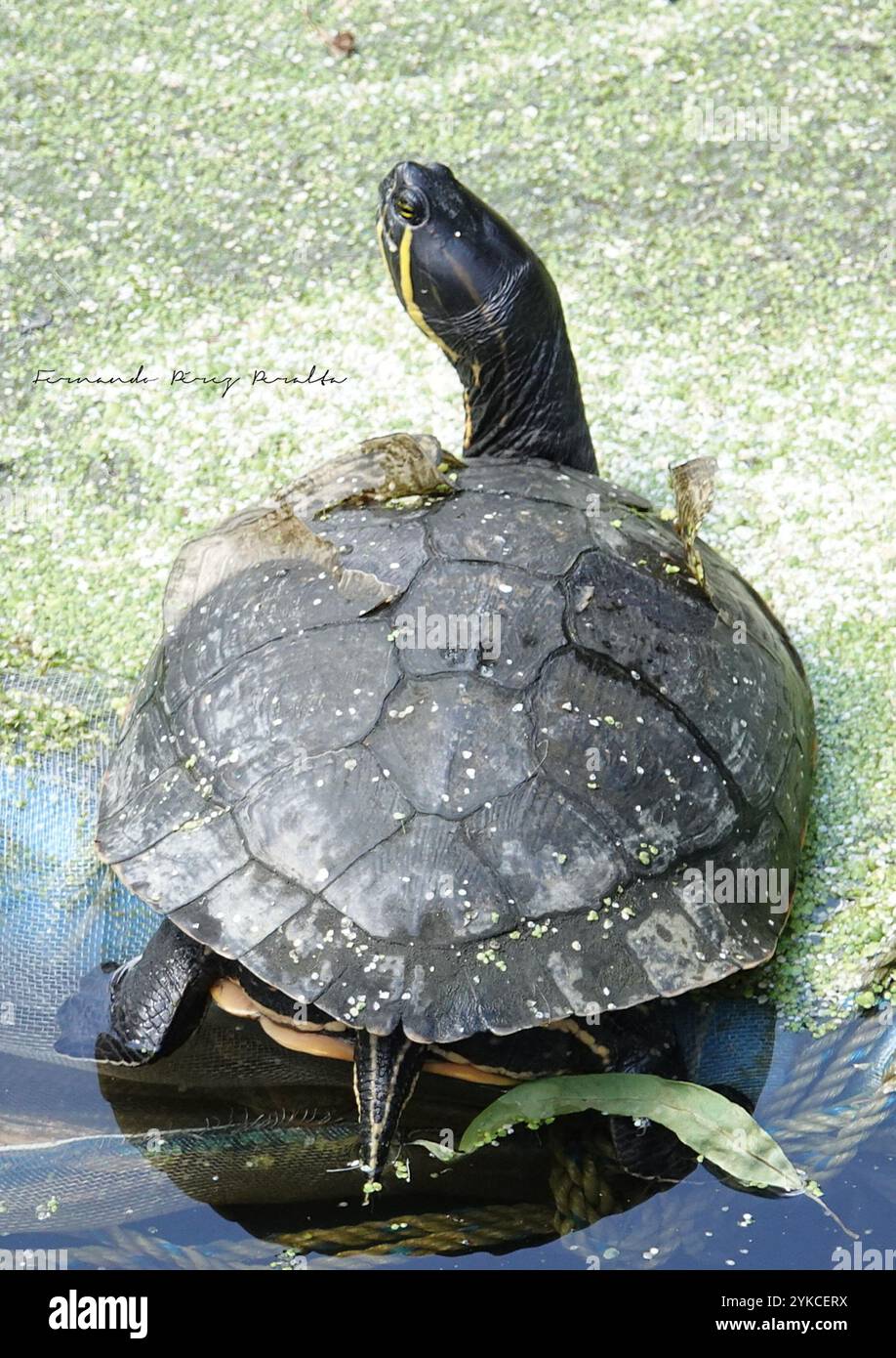 Mesoamerican Slider (Trachemys venusta Stock Photo - Alamy