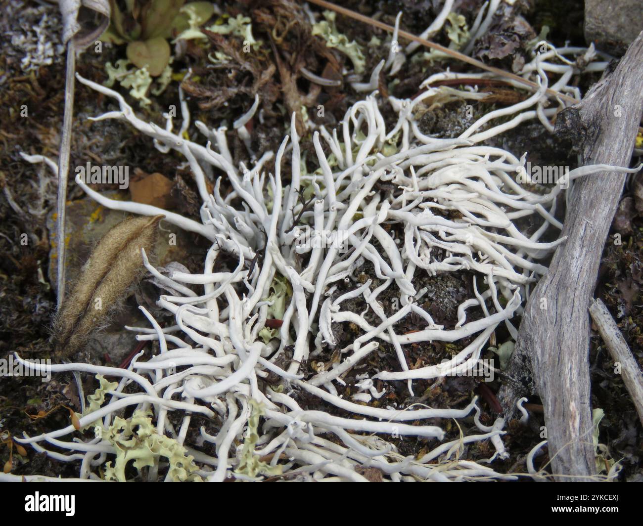 Whiteworm Lichen (Thamnolia vermicularis Stock Photo - Alamy