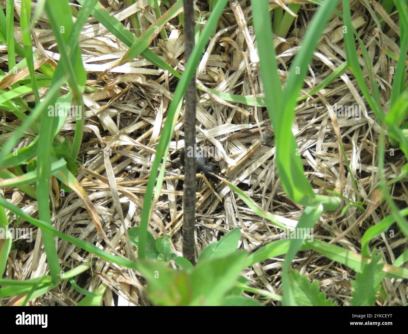 Caterpillar-hunter Beetles (Calosoma Stock Photo - Alamy