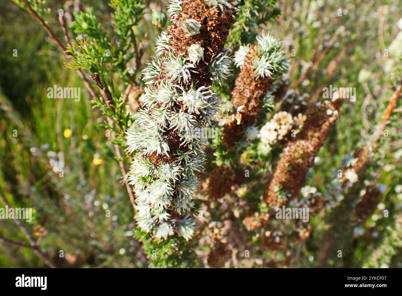 Foxy Slangbos (Stoebe alopecuroides Stock Photo - Alamy