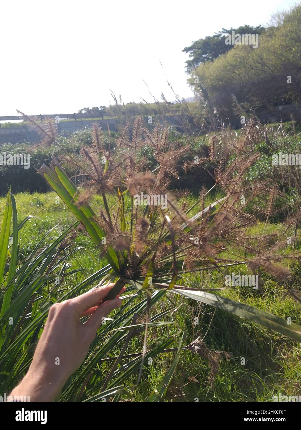 Cyperus dives hi-res stock photography and images - Alamy