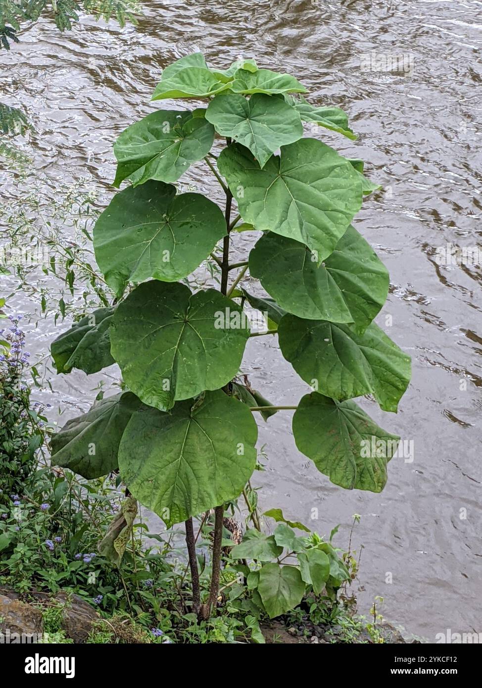 princess tree (Paulownia tomentosa Stock Photo - Alamy