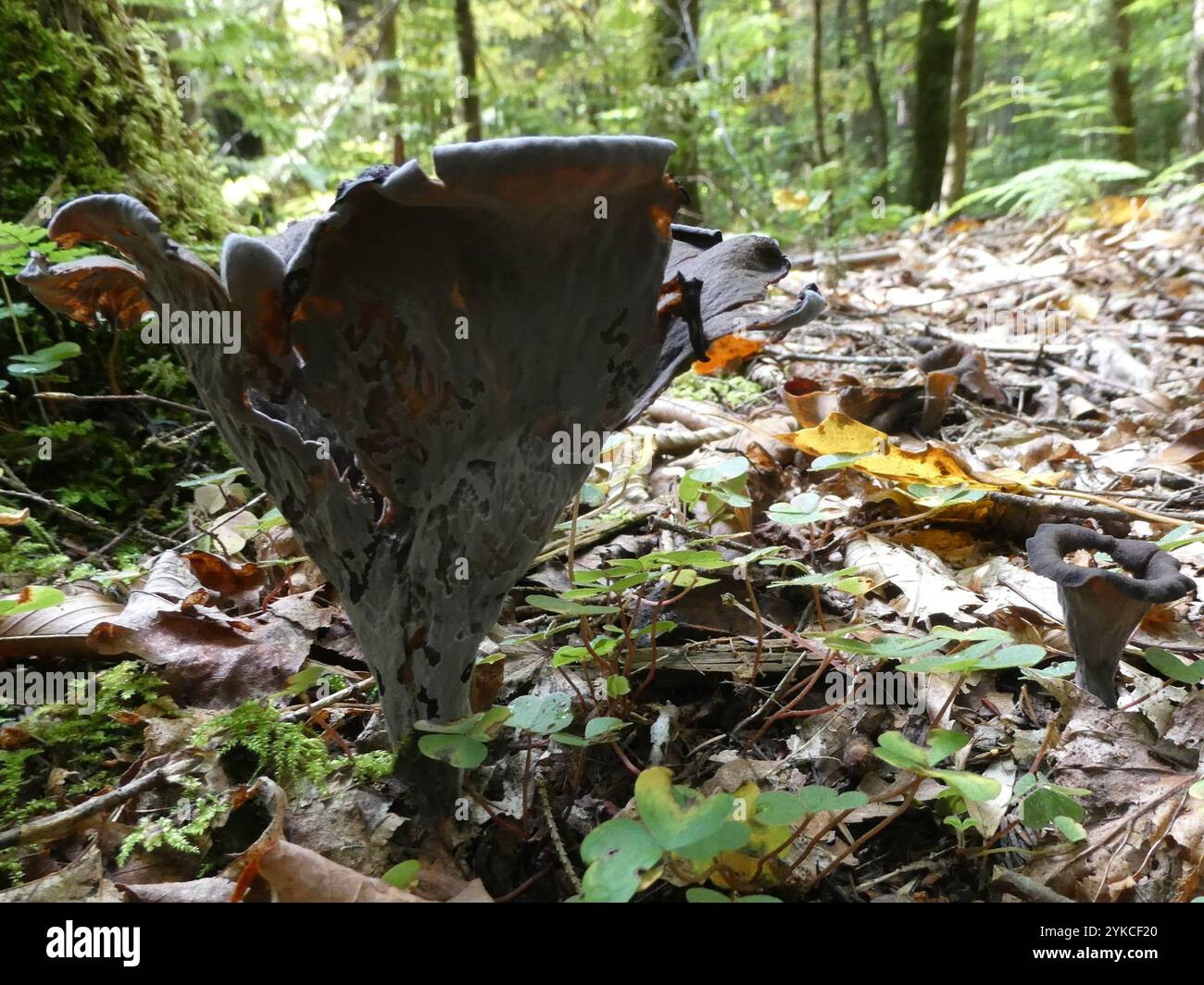 Eastern Black Trumpet (Craterellus fallax Stock Photo - Alamy