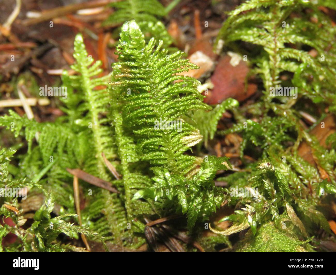 Ostrich-plume Moss (Ptilium crista-castrensis Stock Photo - Alamy