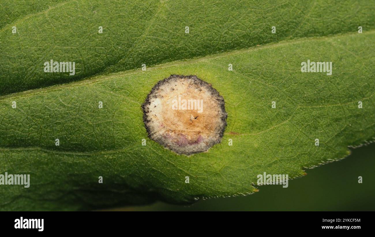 Carbonifera goldenrod gall midge (Asteromyia carbonifera Stock Photo ...
