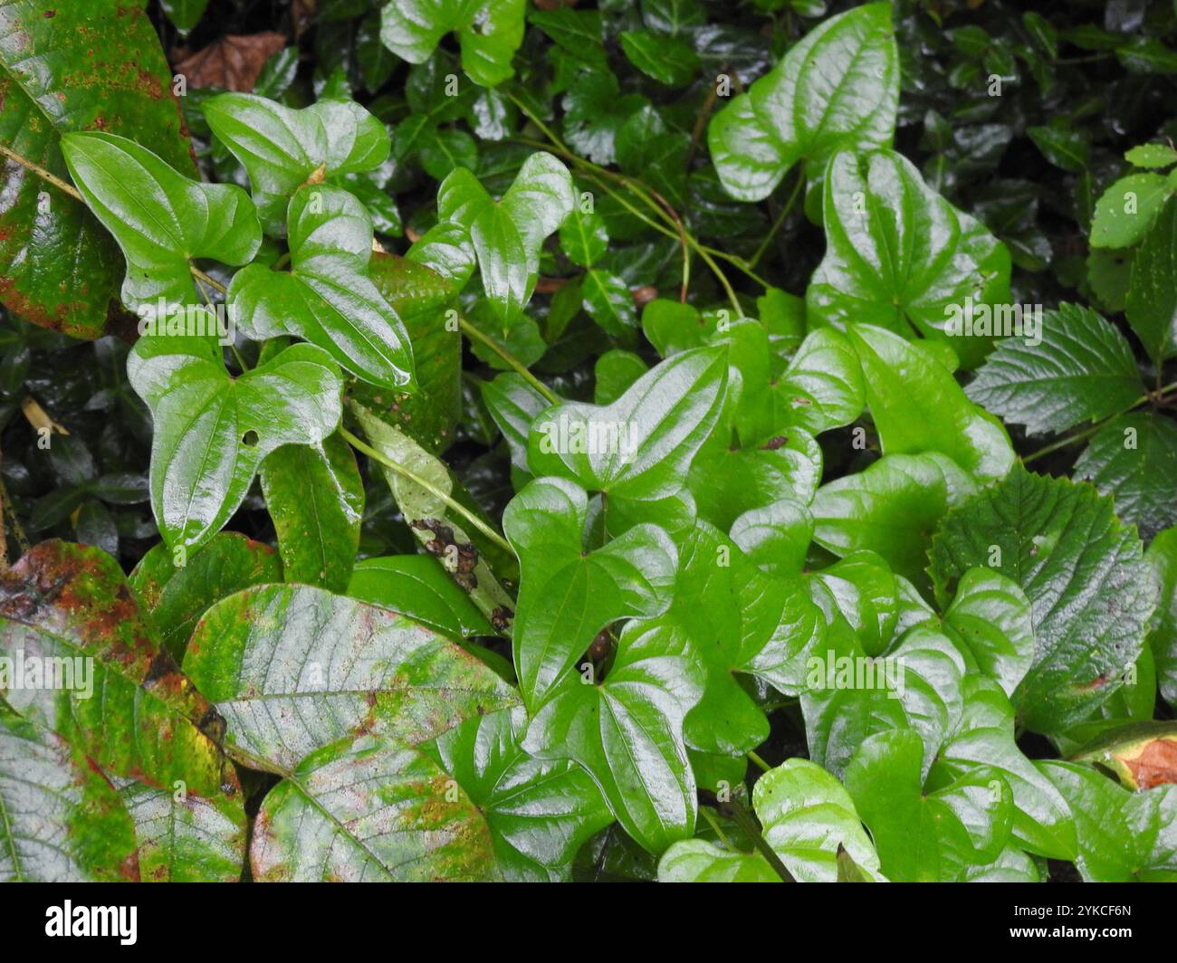 Chinese yam (Dioscorea polystachya Stock Photo - Alamy