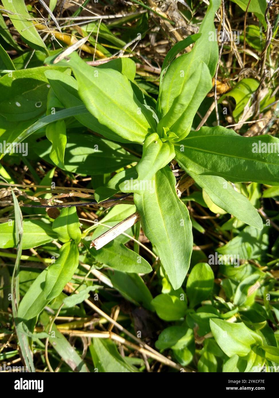 common soapwort (Saponaria officinalis Stock Photo - Alamy
