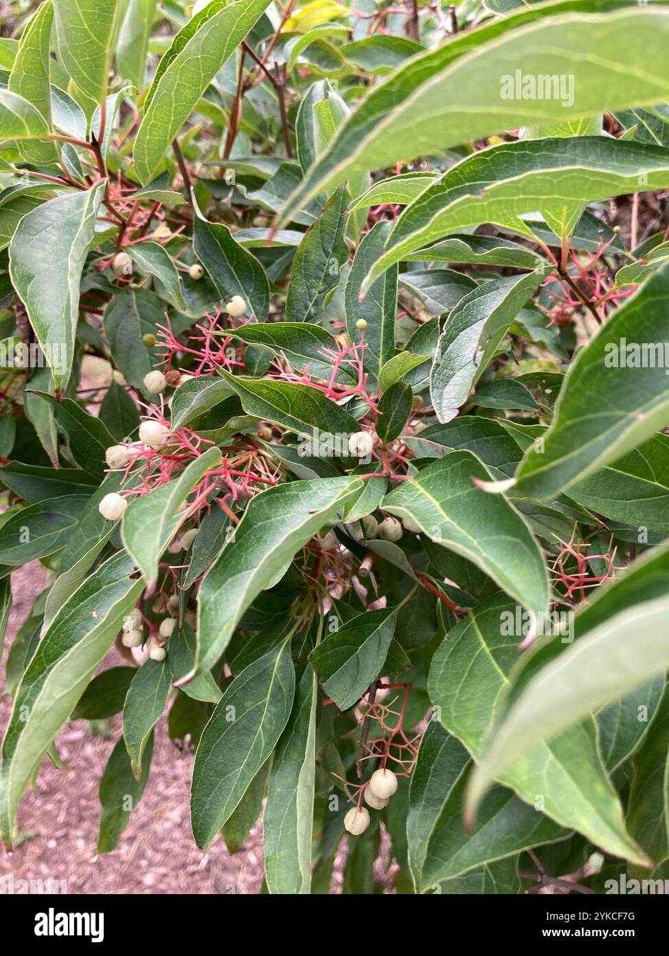 gray dogwood (Cornus racemosa Stock Photo - Alamy
